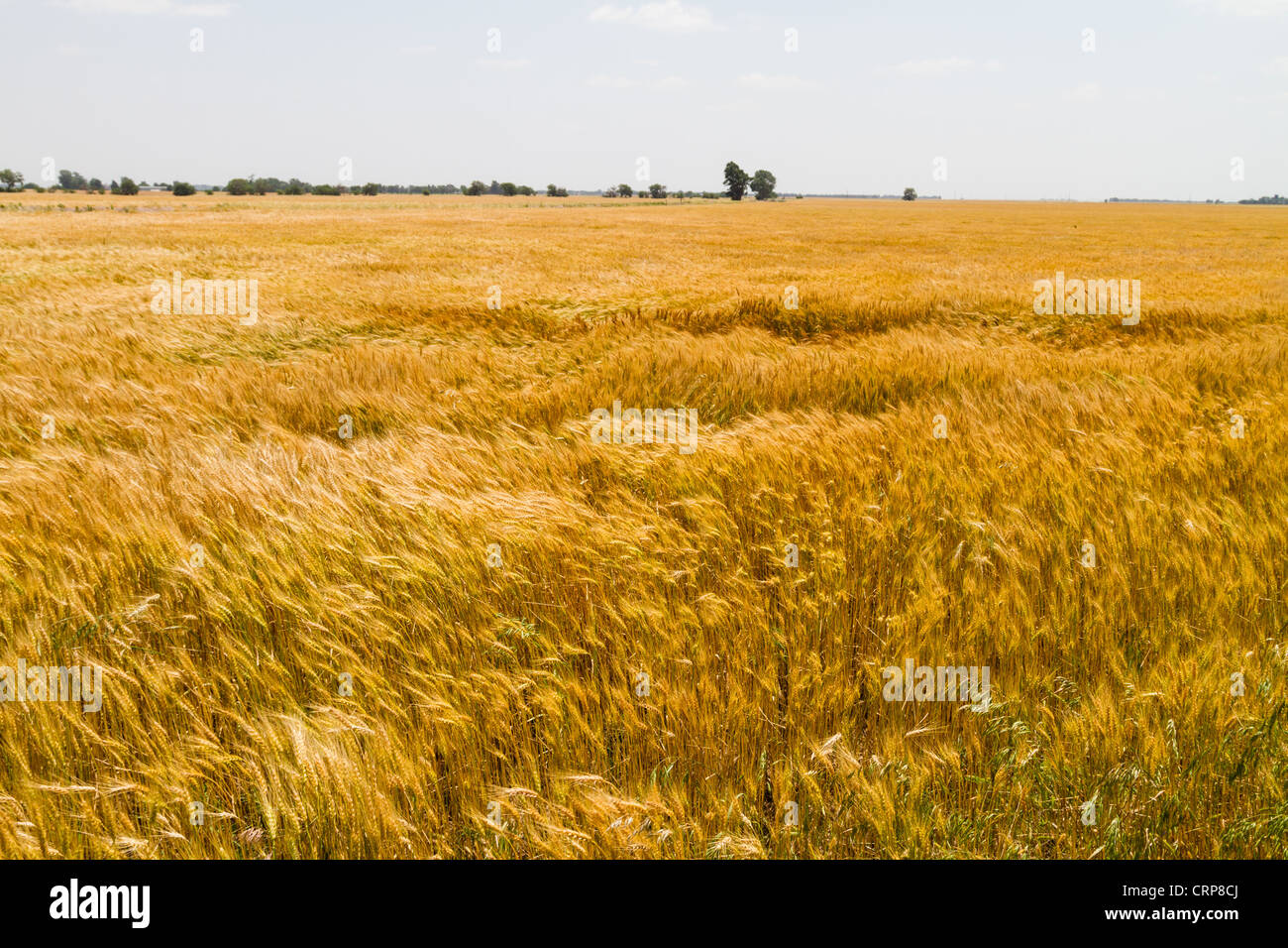 Kansas wheat field hi-res stock photography and images - Alamy