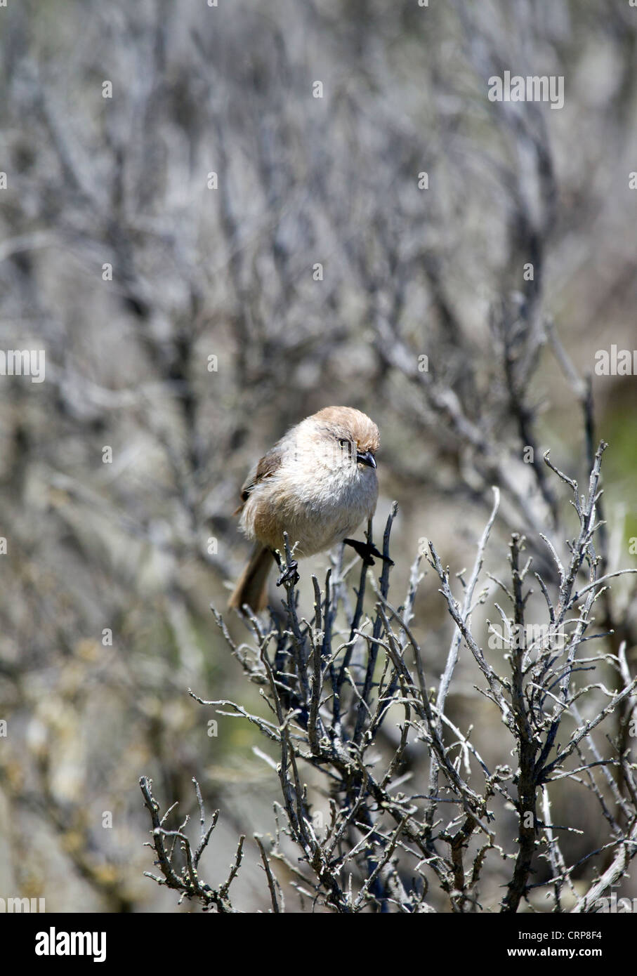 American bushtit hi-res stock photography and images - Alamy