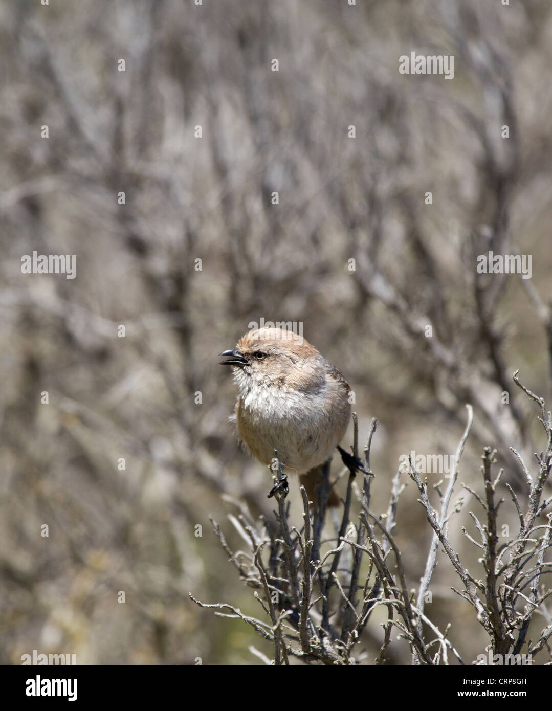 American bushtit hi-res stock photography and images - Alamy