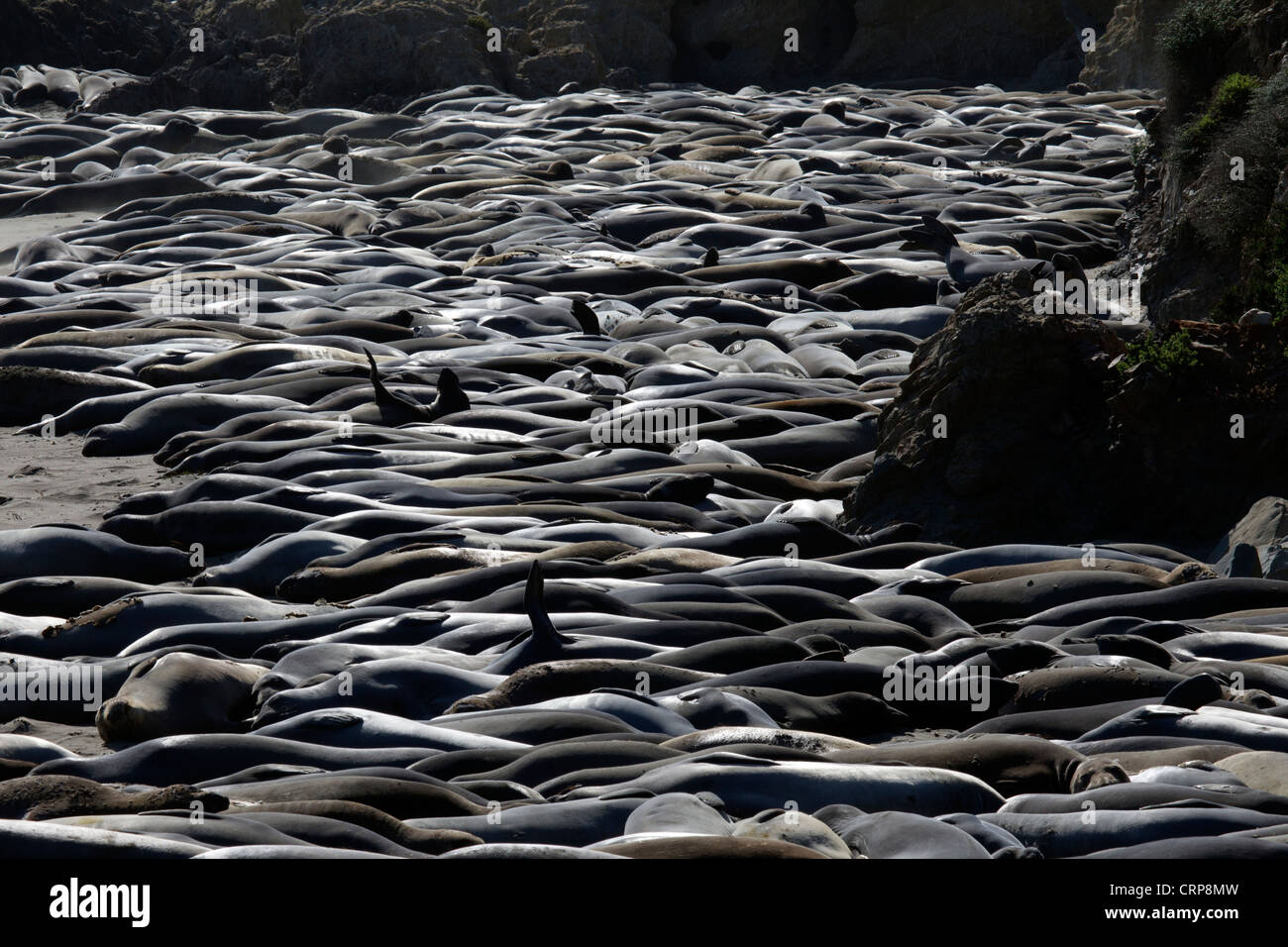 Group of seals hi-res stock photography and images - Alamy