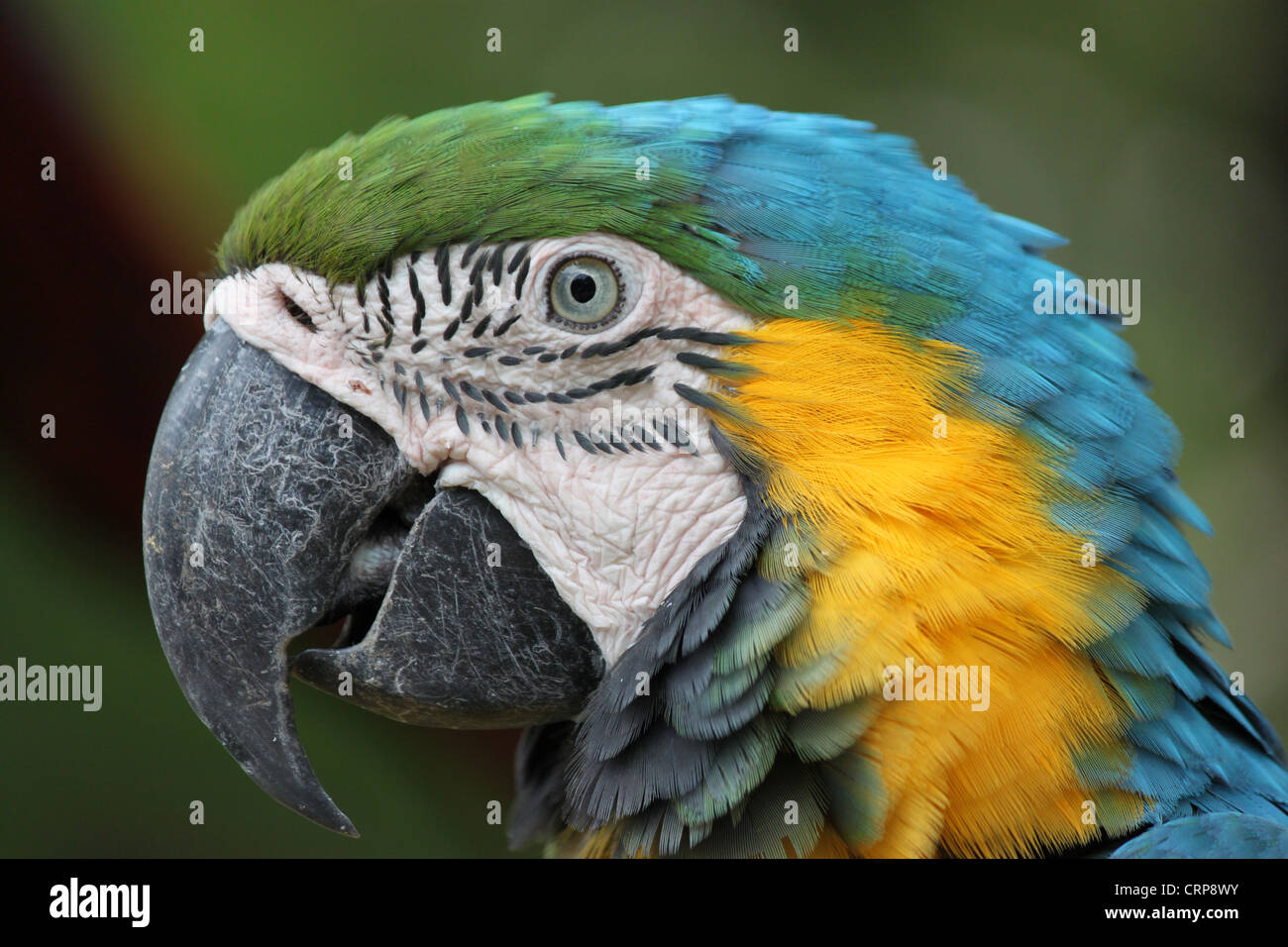 Golden macaw hi-res stock photography and images - Alamy