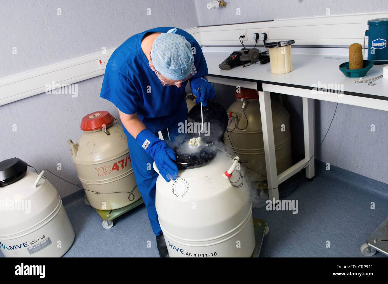 Embryos being stored into liquid nitrogen to freeze them for later use ...