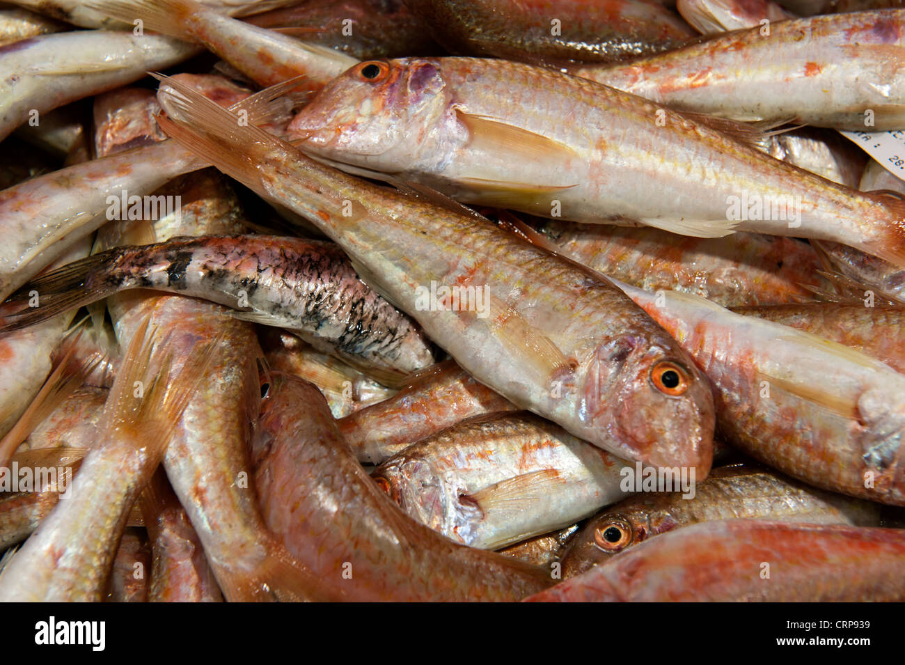 Freshly caught red mullet, Triglia di Scoglio (Mullus surmuletus), in ...