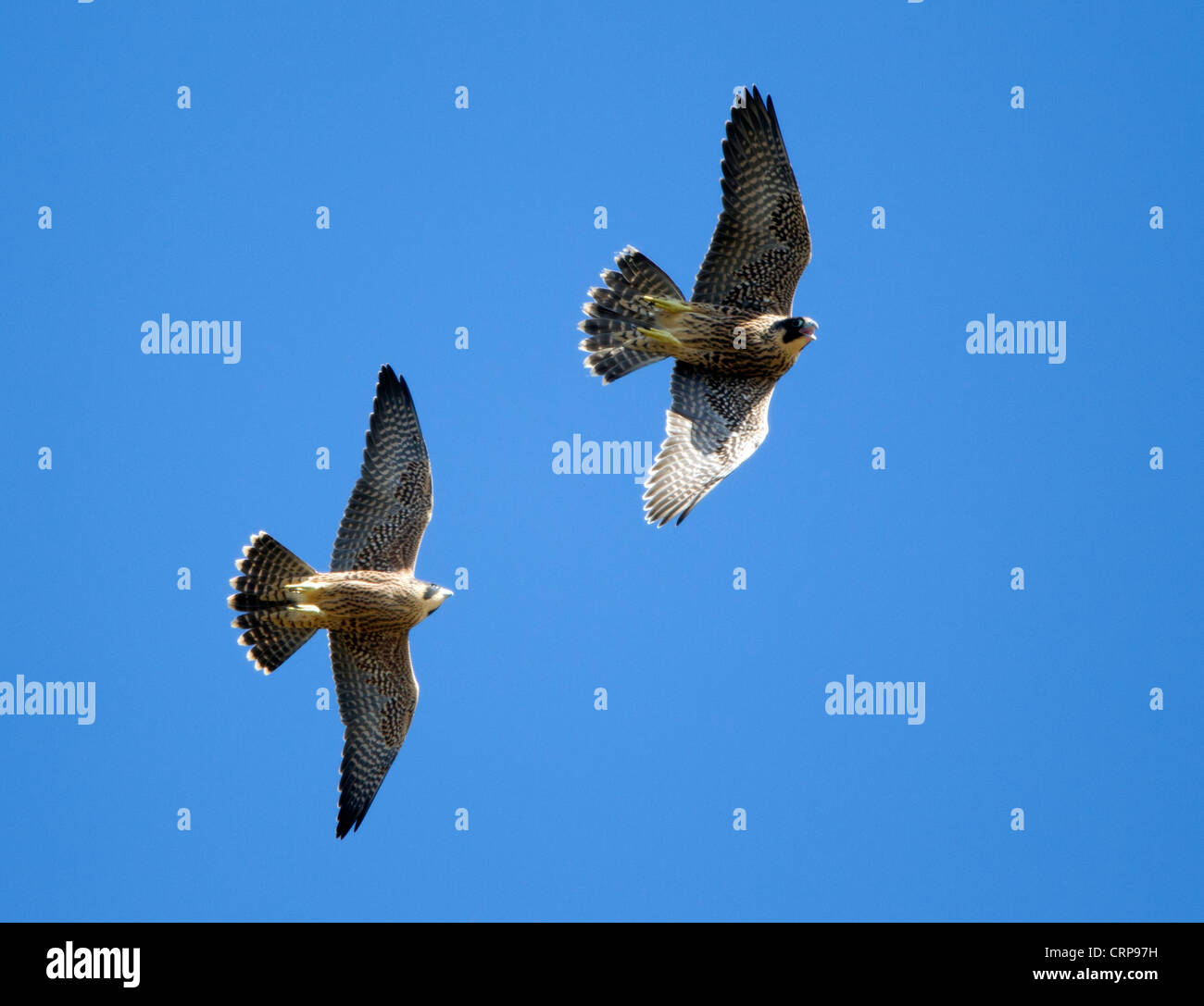 Two Juvenile Peregrine Falcons in Flight Stock Photo - Alamy