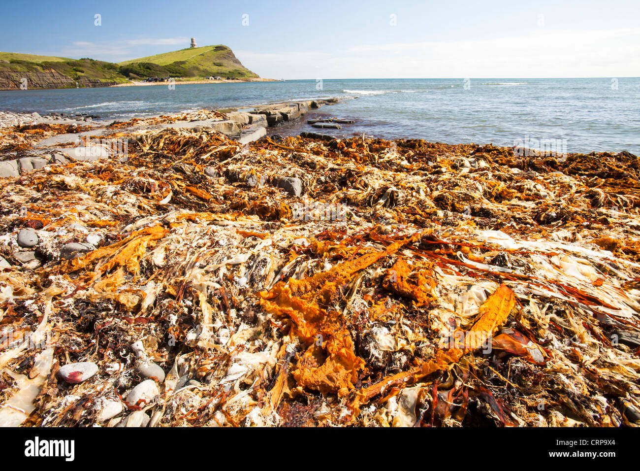 Sea weed washed up on the beach after a storm at Kimmeridge Bay, Dorset ...