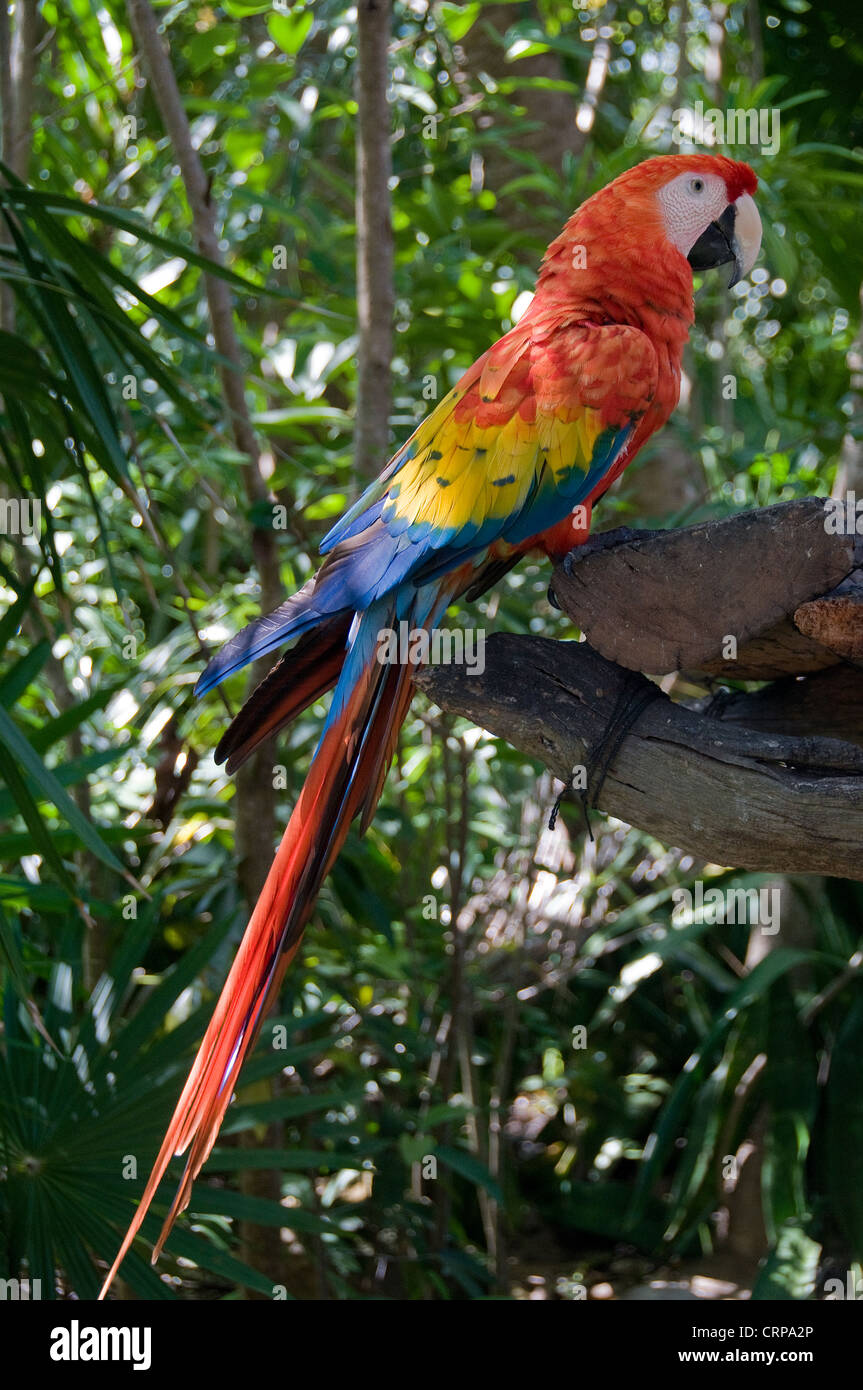 A beautiful scarlet macaw basks in the Sun while it surveys its ...