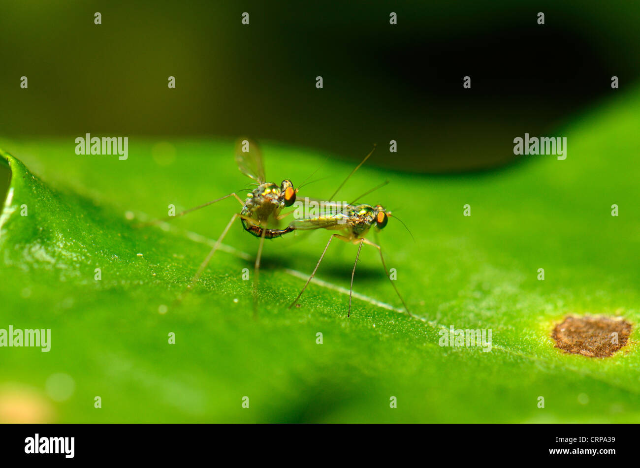 Insect breeding hi-res stock photography and images - Alamy