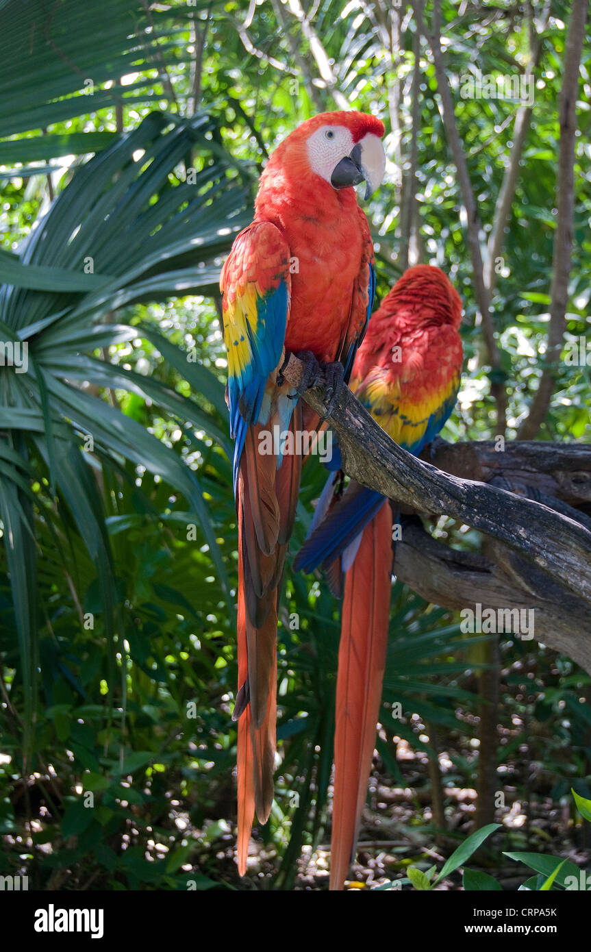A couple of beautiful scarlet macaws bask in the Sun while they survey ...