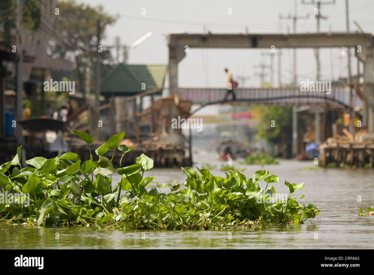 Floating water Hyacinth plant in canal, Thailand Stock Photo - Alamy