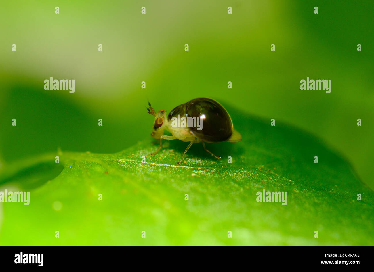 Tropical rainforest micro hi-res stock photography and images - Alamy