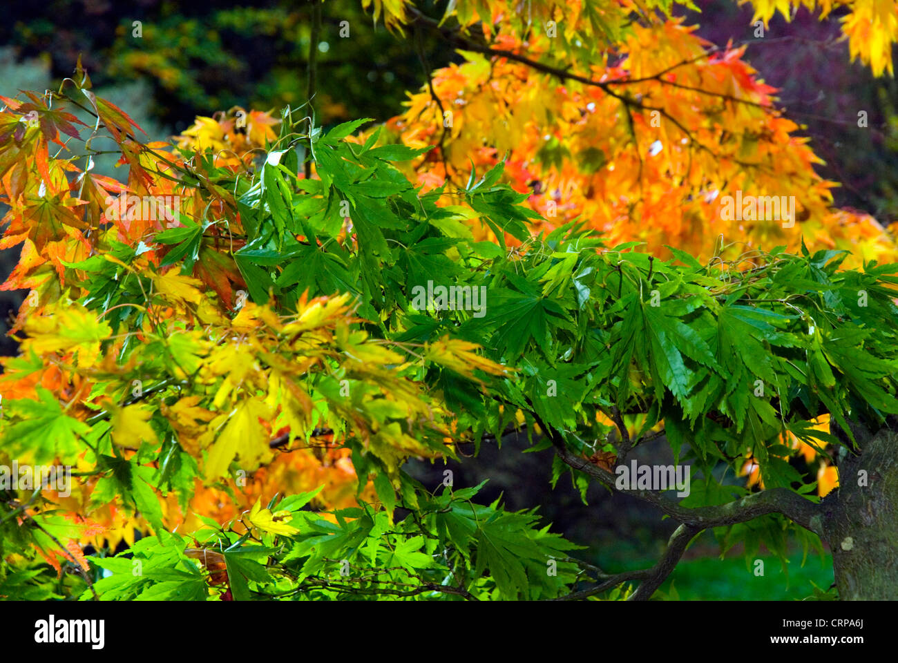 Maple leaves backlit hi-res stock photography and images - Alamy