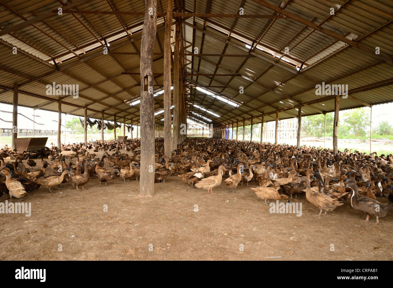Thai style commercial layer duck farm at middle of thailand Stock Photo ...
