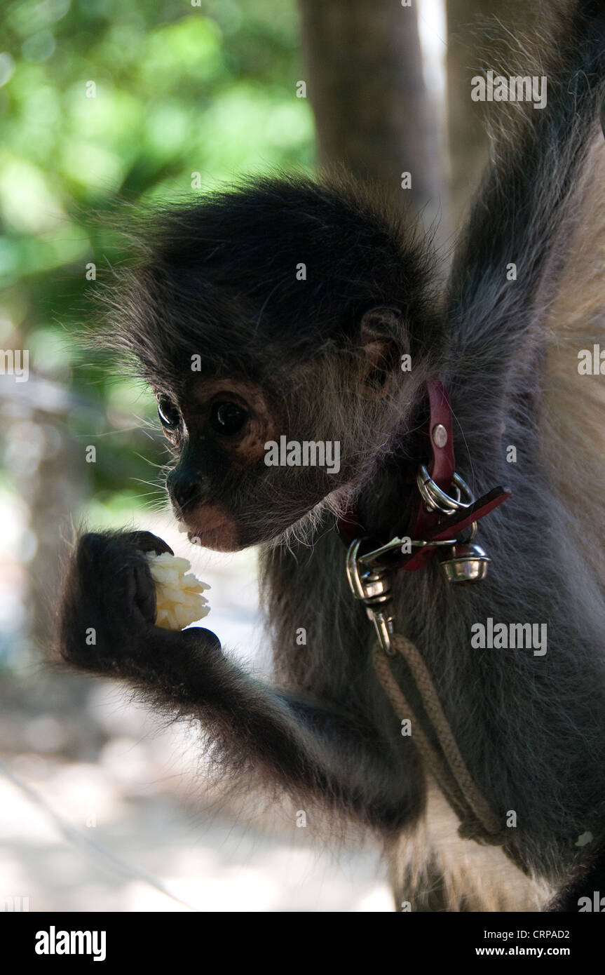 A baby spider monkey is always enjoyable to watch as it eats, plays, or ...