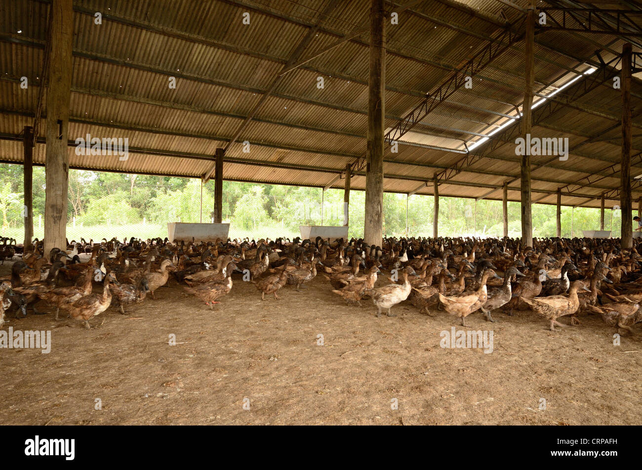 Thai style commercial layer duck farm at middle of thailand Stock Photo ...