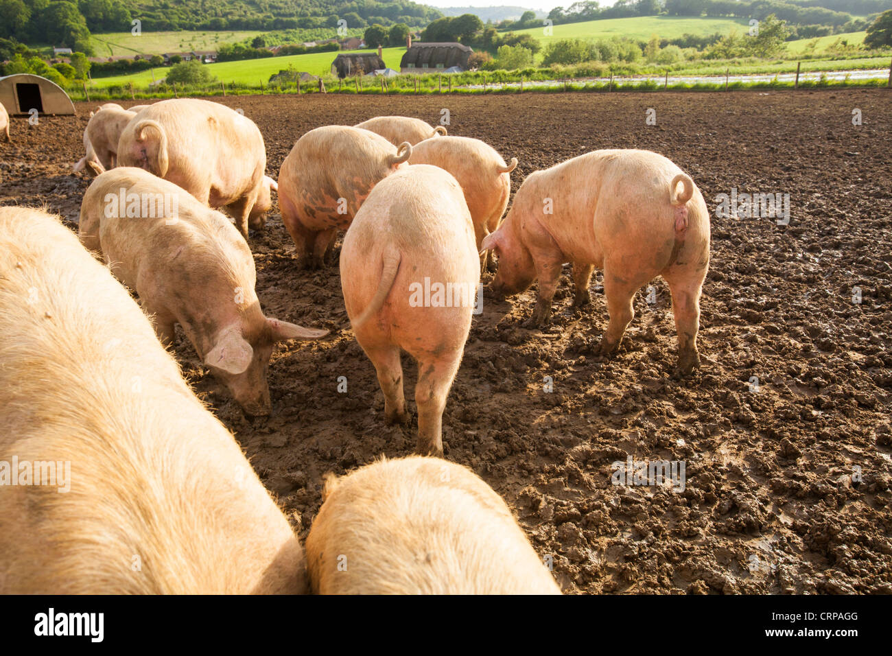 Middle white pigs hi-res stock photography and images - Alamy
