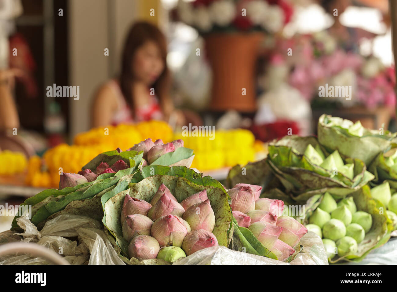 Lotus bud bunch in flower market shop, Bangkok, thailand Stock Photo ...