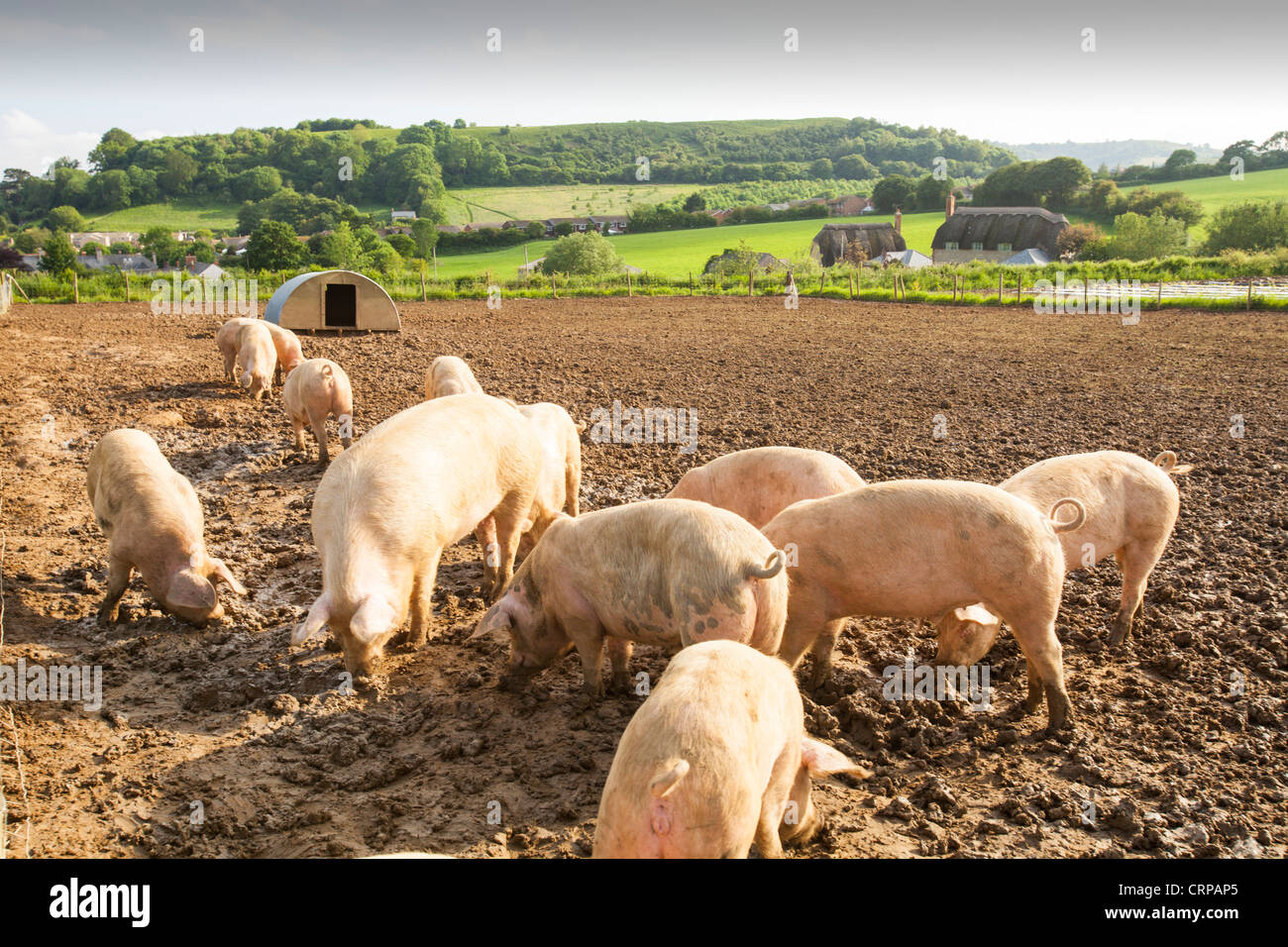Middle white pigs hi-res stock photography and images - Alamy