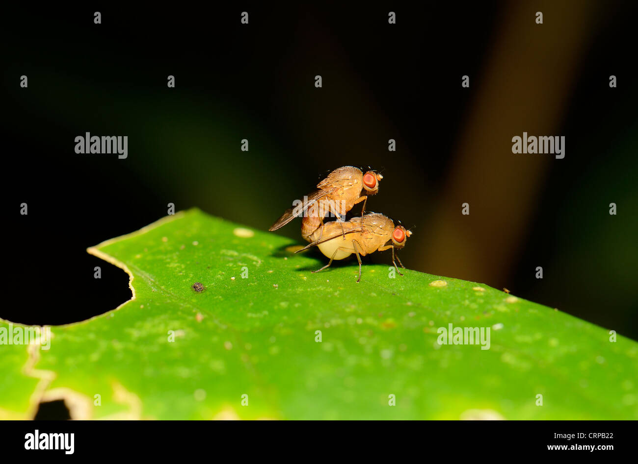 Insect breeding hi-res stock photography and images - Alamy