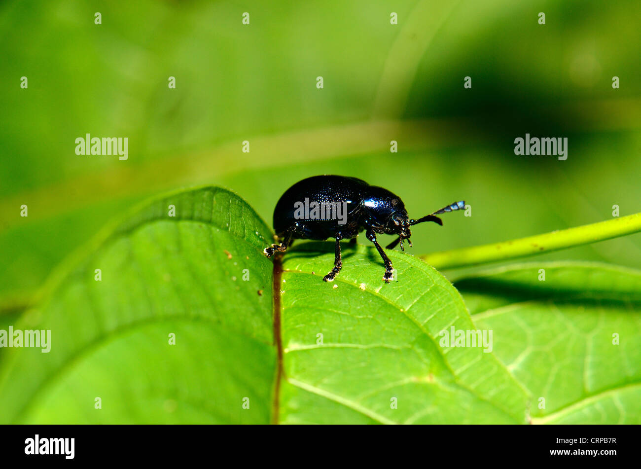 Tropical area insect hi-res stock photography and images - Alamy