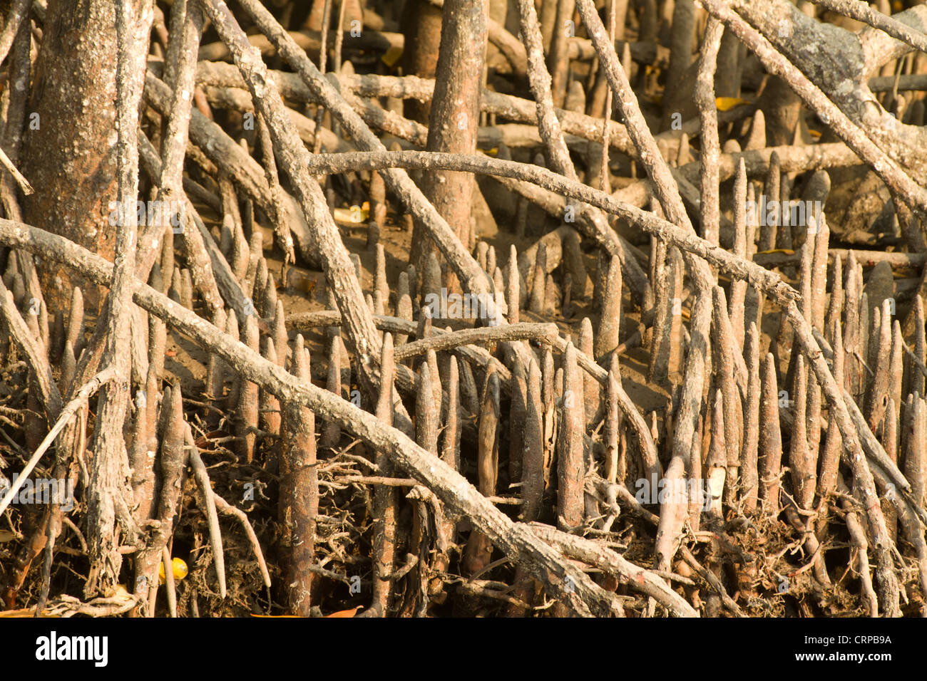 Mangrove root close up hi-res stock photography and images - Alamy