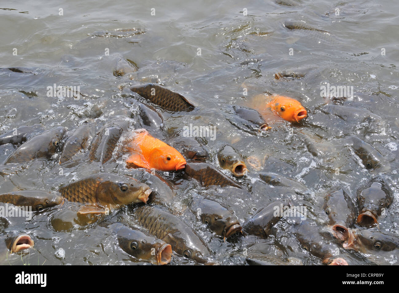 Tourism tourist hungry fish hi-res stock photography and images - Alamy