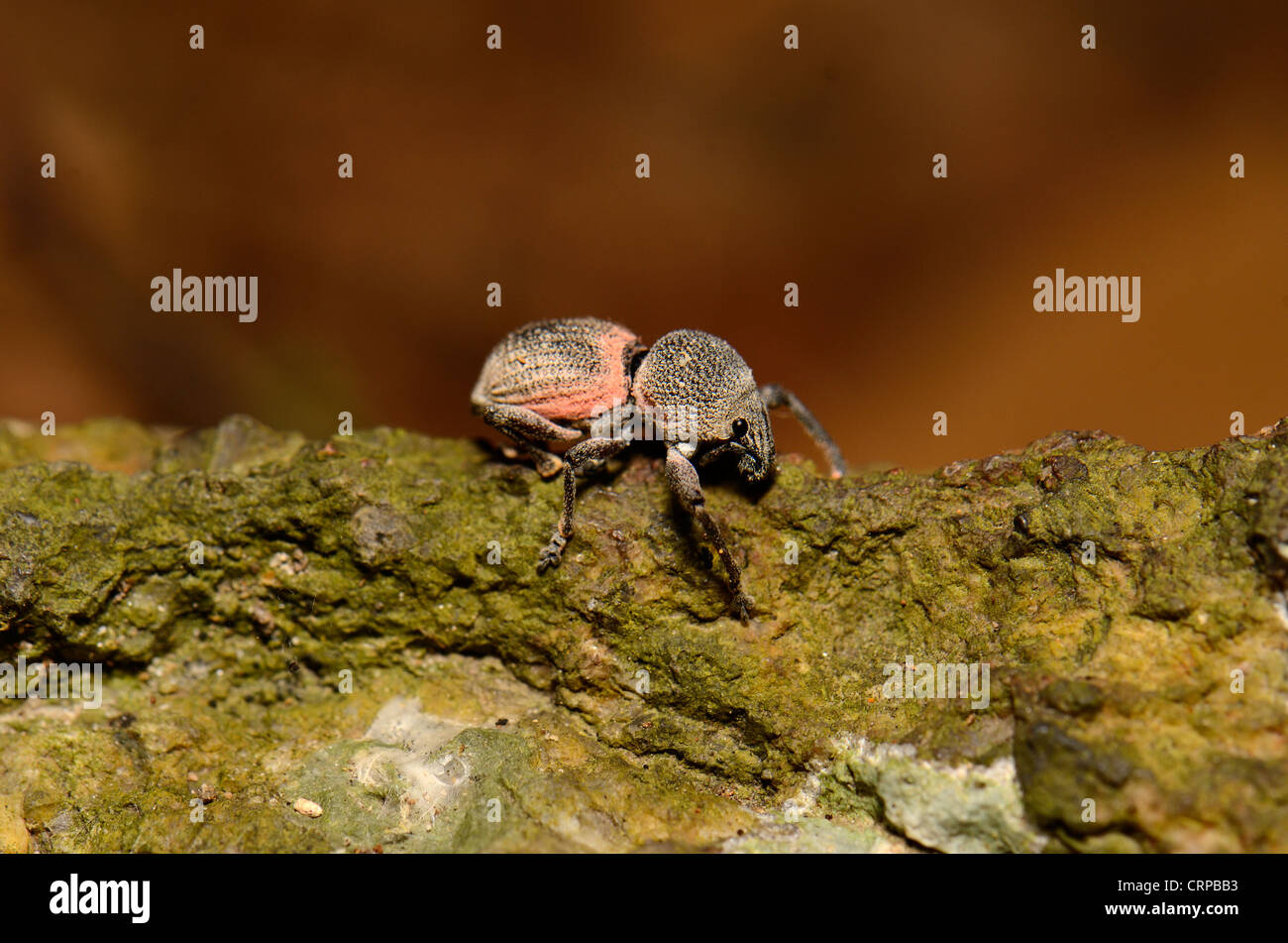 beautiful insect standing on green rock in tropical area Stock Photo ...