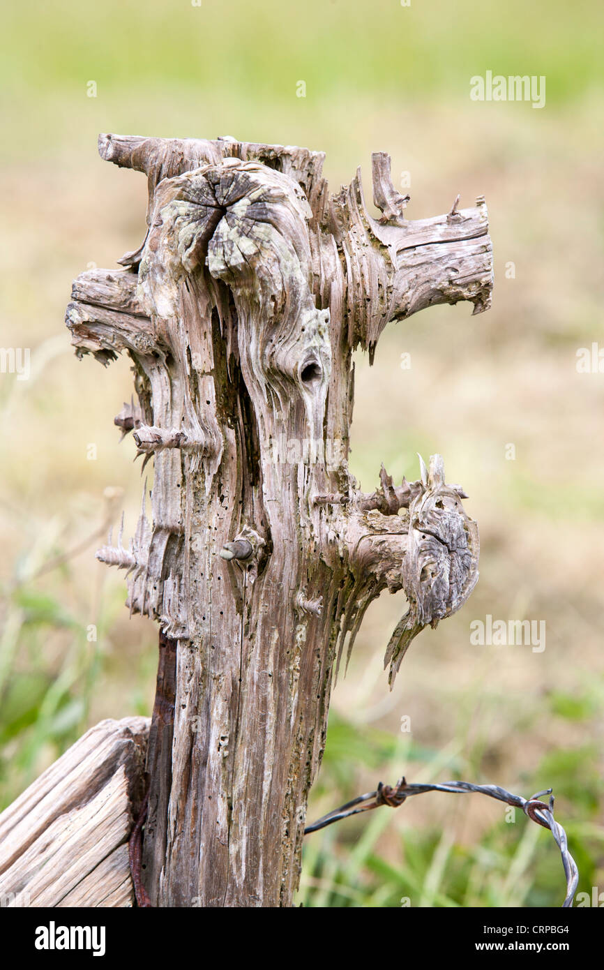 Weathered fence posts on the south west coast path near Lulworth ...