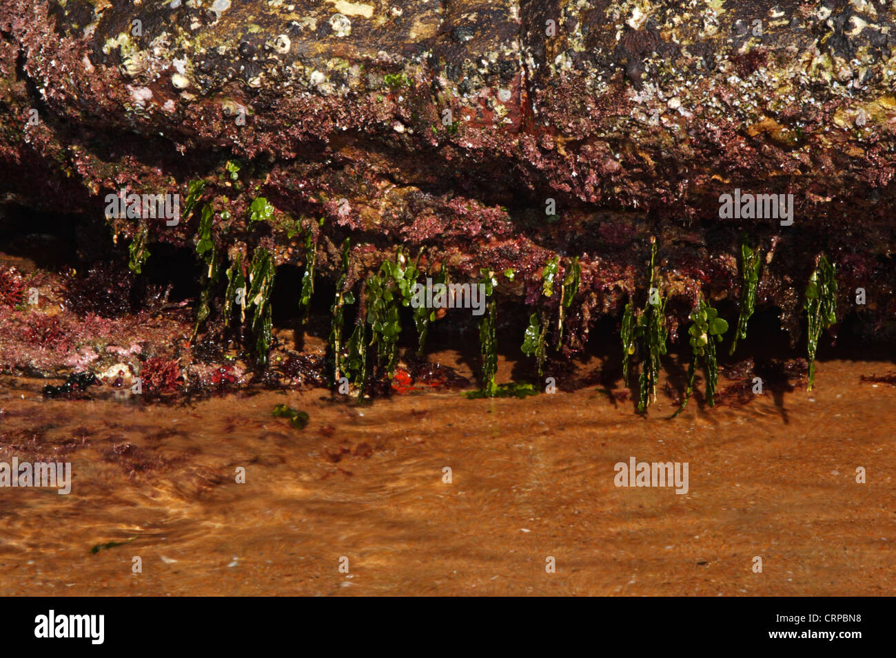 Rock pool in an intertidal zone, Ballito, Kwazulu Natal South Africa ...