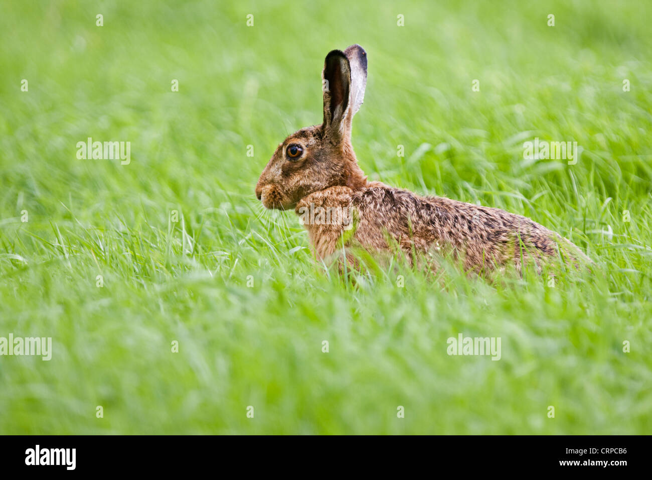 Hare (Lepus europaeus) in grass Stock Photo - Alamy