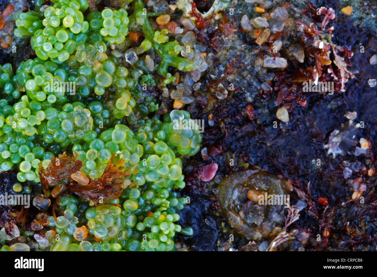 Caulerpa racemosa hi-res stock photography and images - Alamy