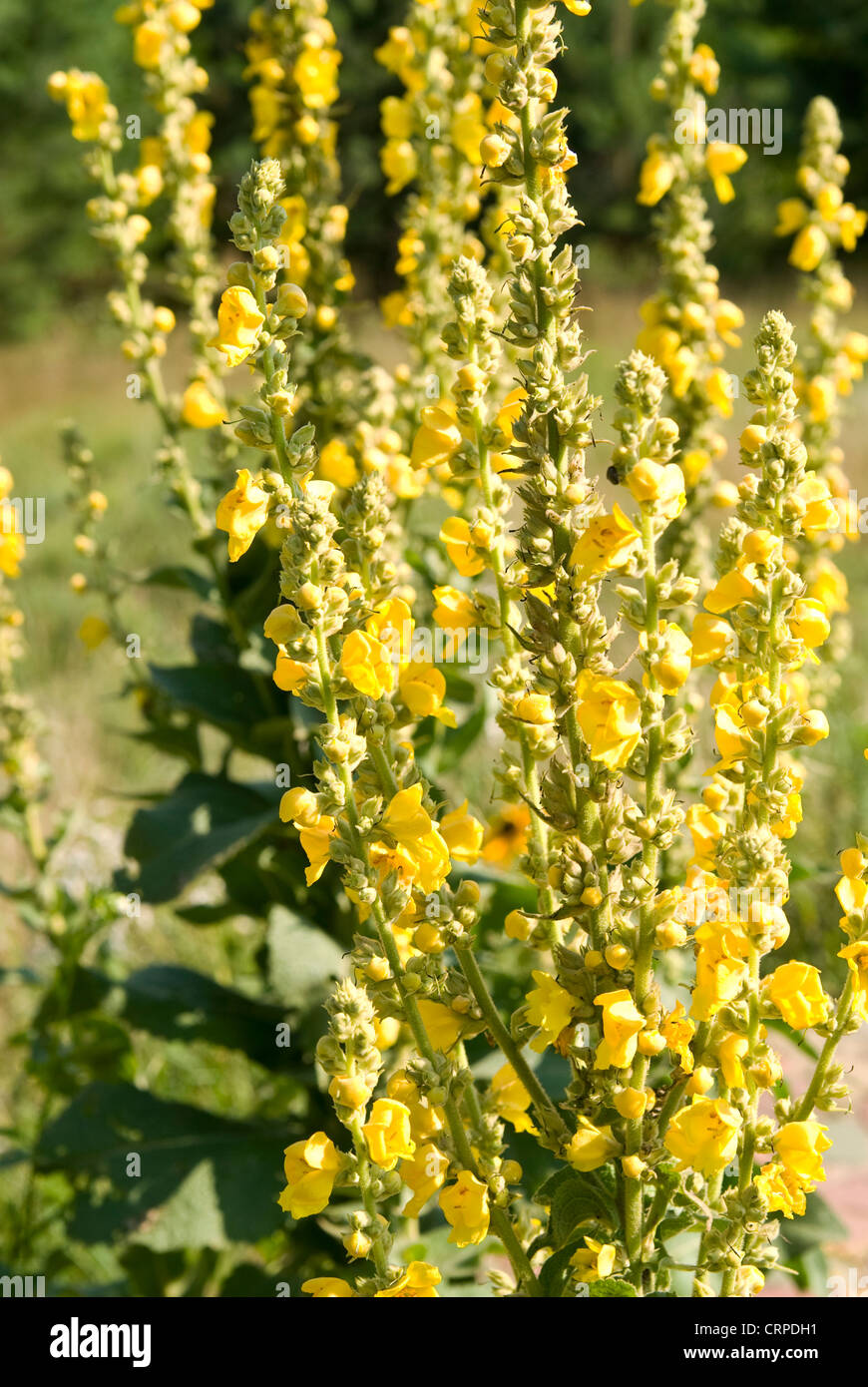 Blooming yellow flowers evening primrose . Green meadow full of flower ...