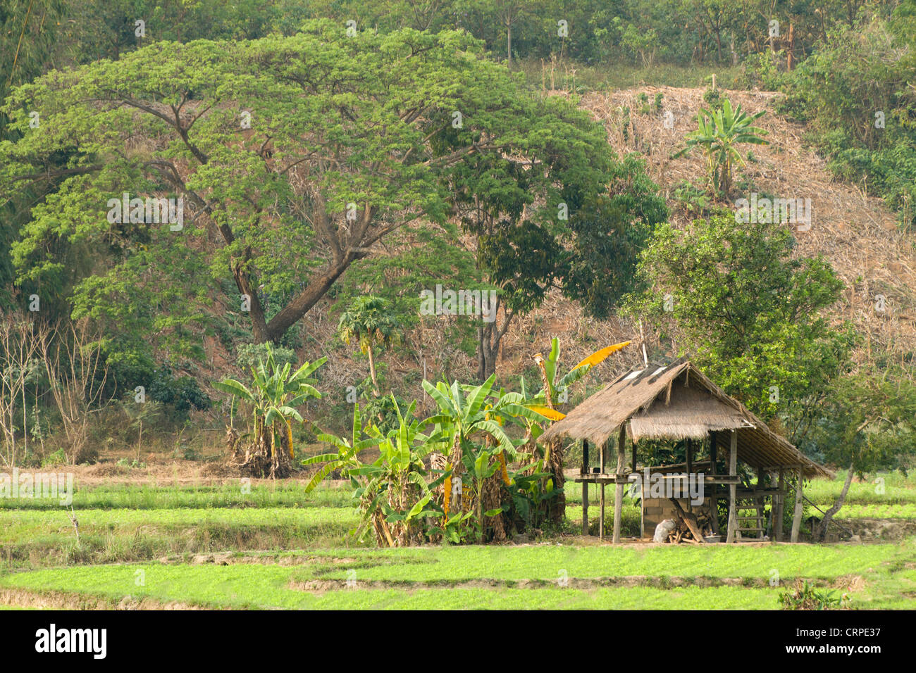 Thai farm landscape in Chiang Rai province, Thailand Stock Photo - Alamy
