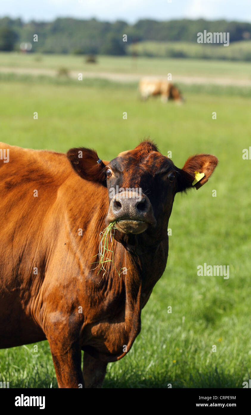 Head cattle hi-res stock photography and images - Alamy
