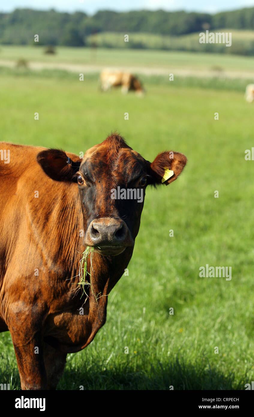 A head of a cow Stock Photo - Alamy