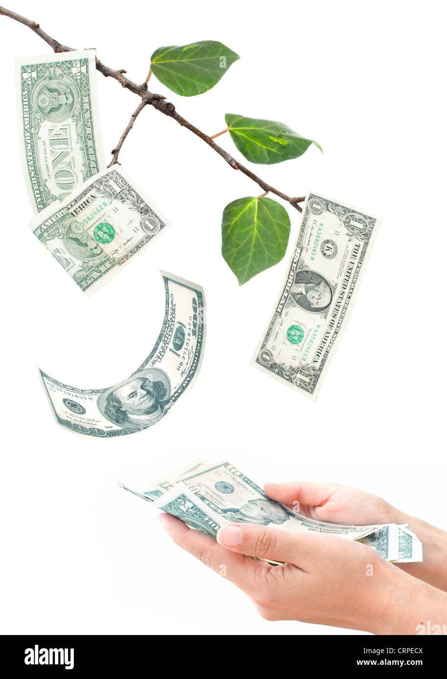 Money tree bank notes hi-res stock photography and images - Alamy