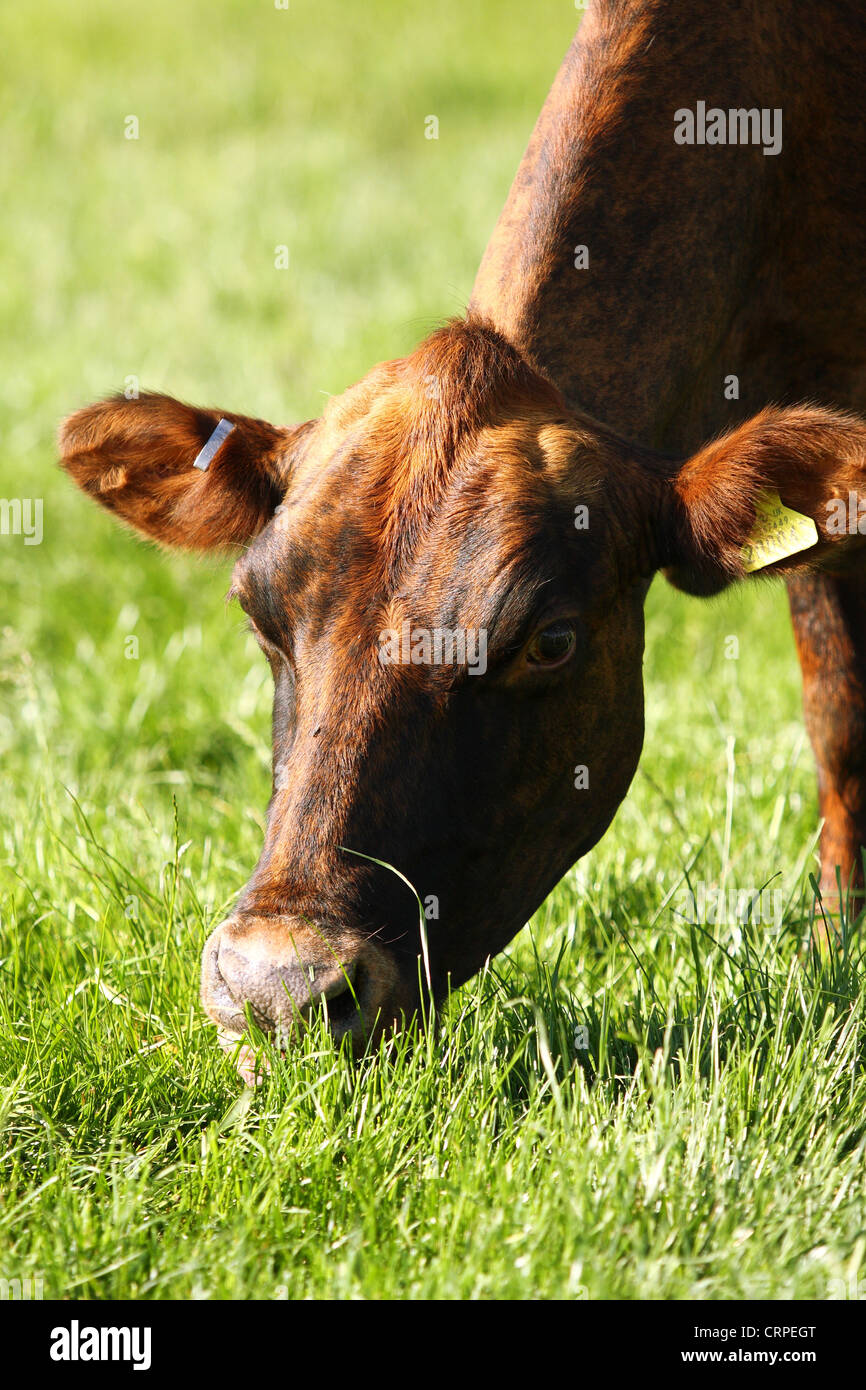 Bull Head Side View High Resolution Stock Photography and Images - Alamy