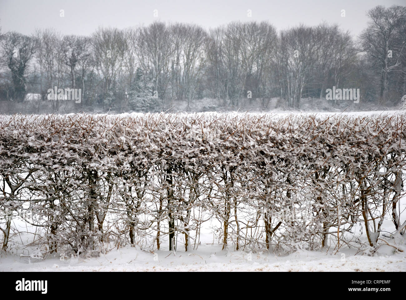 Trees winter snow hedge hi-res stock photography and images - Alamy