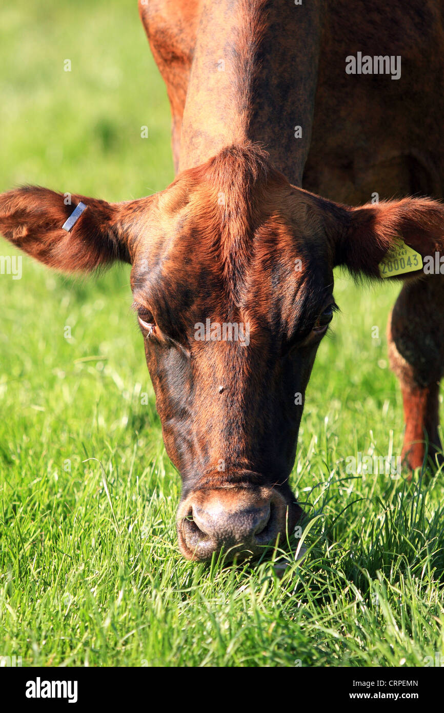 A head of a cow Stock Photo - Alamy