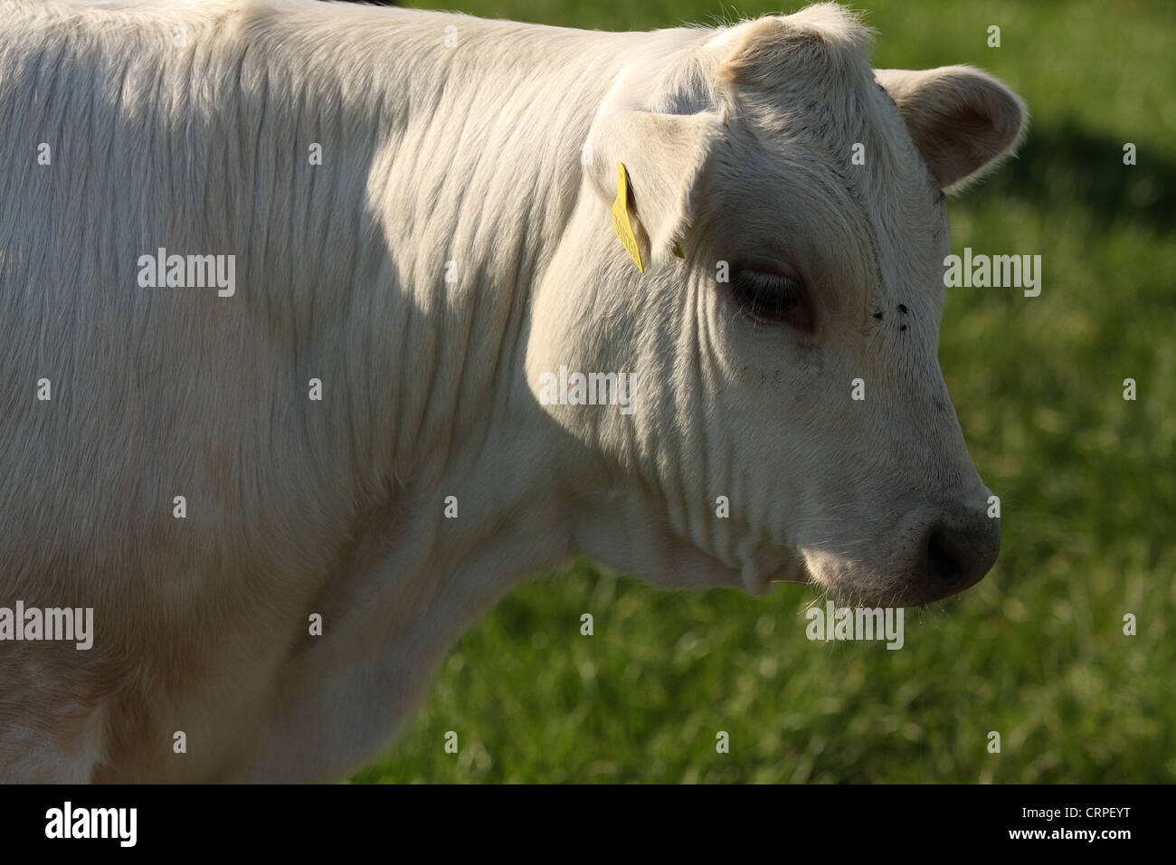 A head of a cow Stock Photo - Alamy