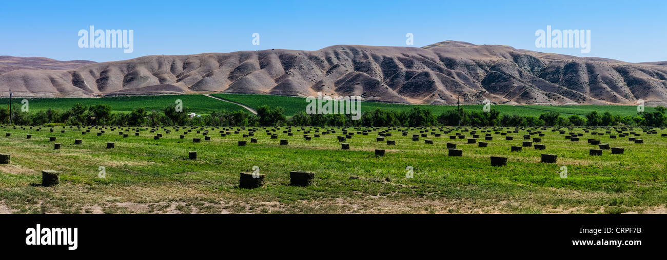 Panoramic image of the hayfields in Shandon, California with baled hay ...