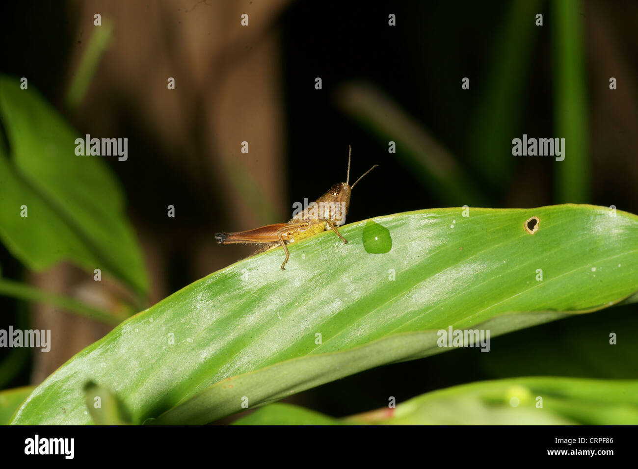 Crickets wing hi-res stock photography and images - Alamy