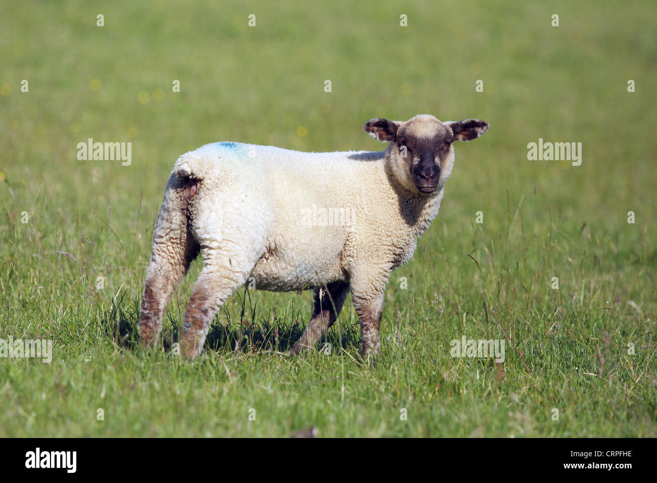 domestic sheep in a field Stock Photo - Alamy