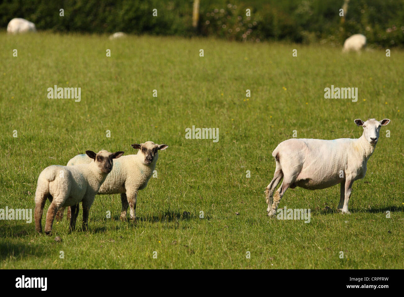 Nervous sheep hi-res stock photography and images - Alamy