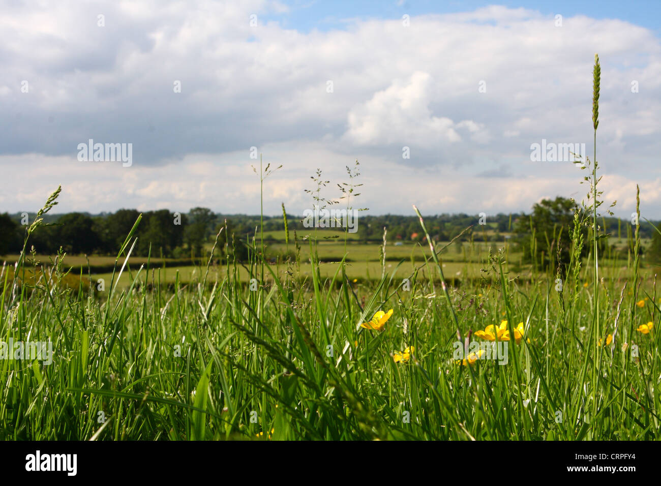 A low level view of typical Kent farmland taken through wild flowers ...