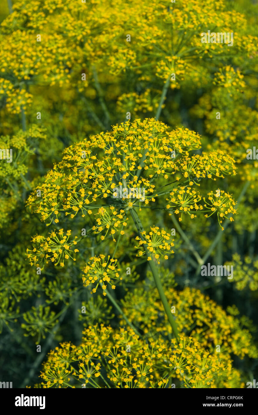 Fennel plant in garden hi-res stock photography and images - Alamy
