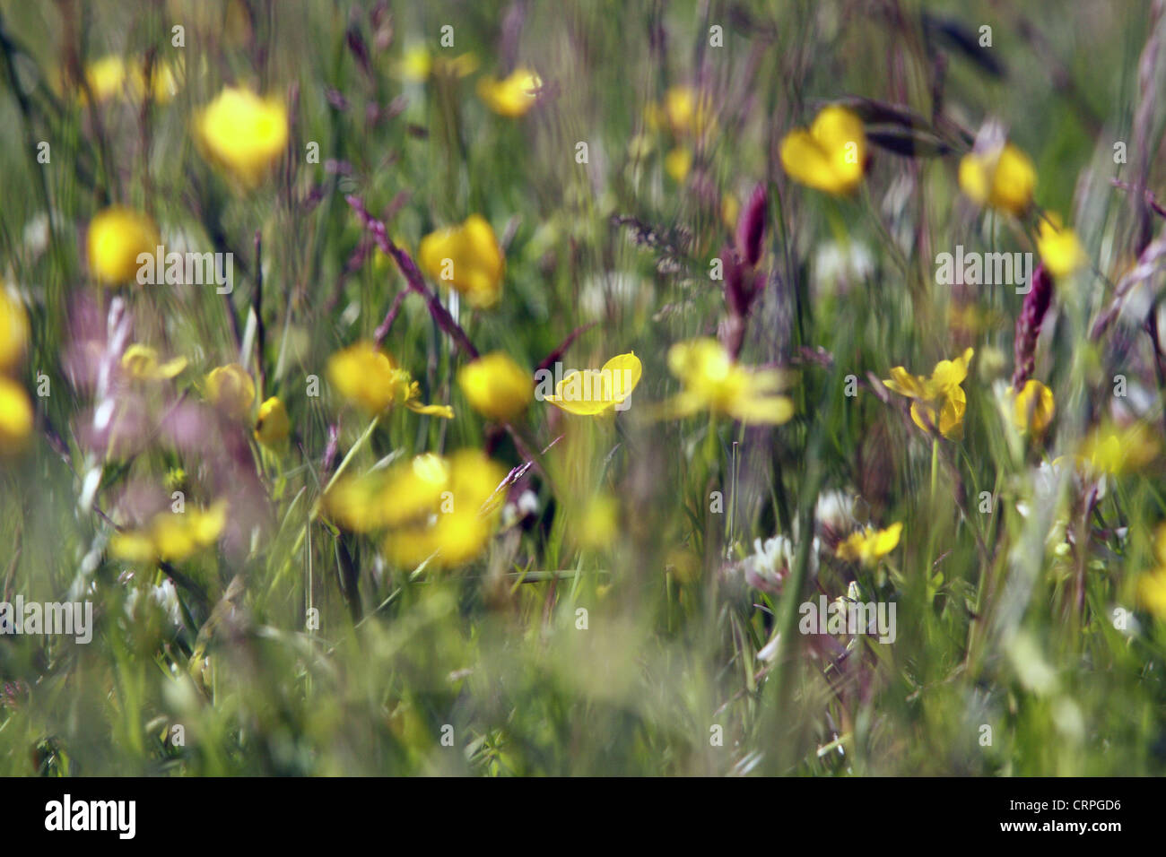 A low level view of wild flowers and grasses in a field Stock Photo - Alamy