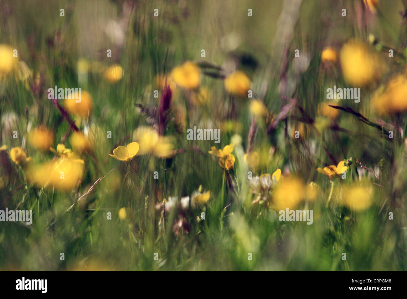 A low level view of wild flowers and grasses in a field Stock Photo - Alamy