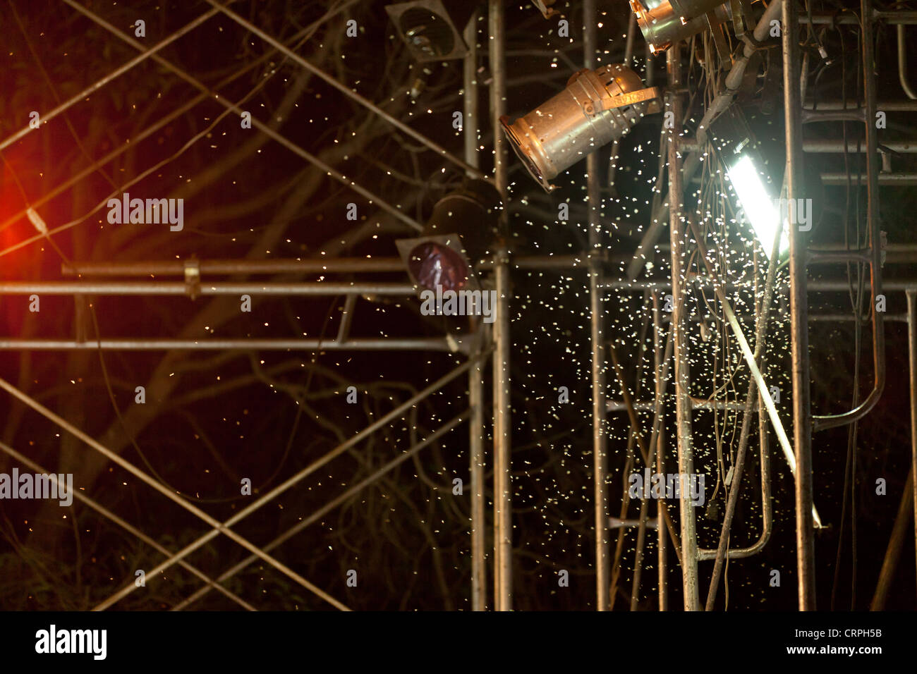 Many insects flying around spotlight on a stage Stock Photo - Alamy