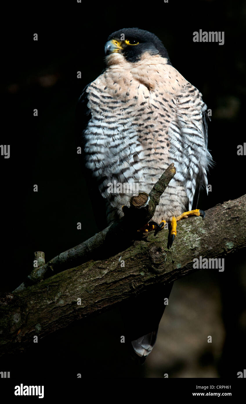 The dark falcon hi-res stock photography and images - Alamy
