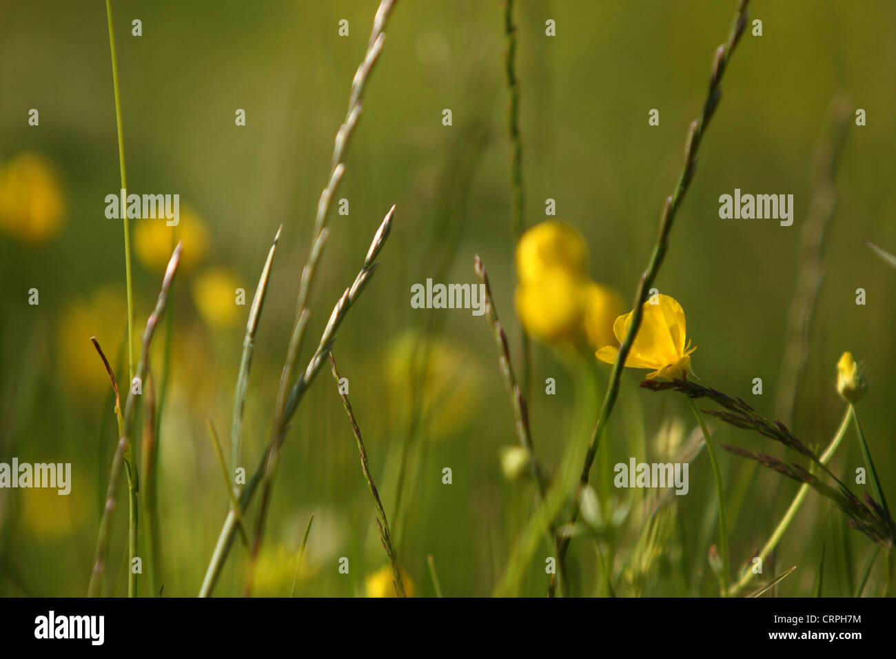 A low level view of wild flowers and grasses in a field Stock Photo - Alamy